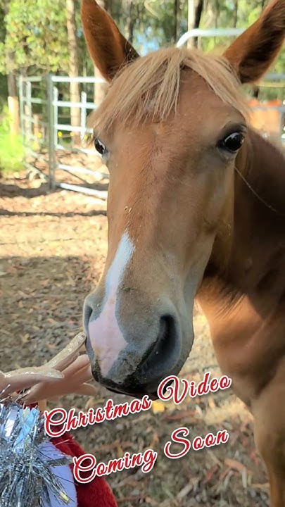 Christmas Video Prep 🎄 - YouTube