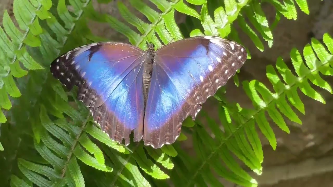 Local Butterfly Exhibit features record number of butterfly species ...