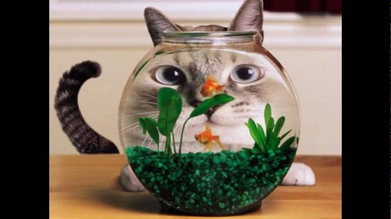 FANUSTA BALIK BAKMANIN BAZI ZARARLARI-BALIK TV - YouTube