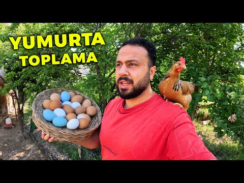 🥚 Folluklardan Yumurta Toplamayalı Baya Oldu - Cüce Keçilerim, Renkli Piliçler ve Keklik Yavrularım