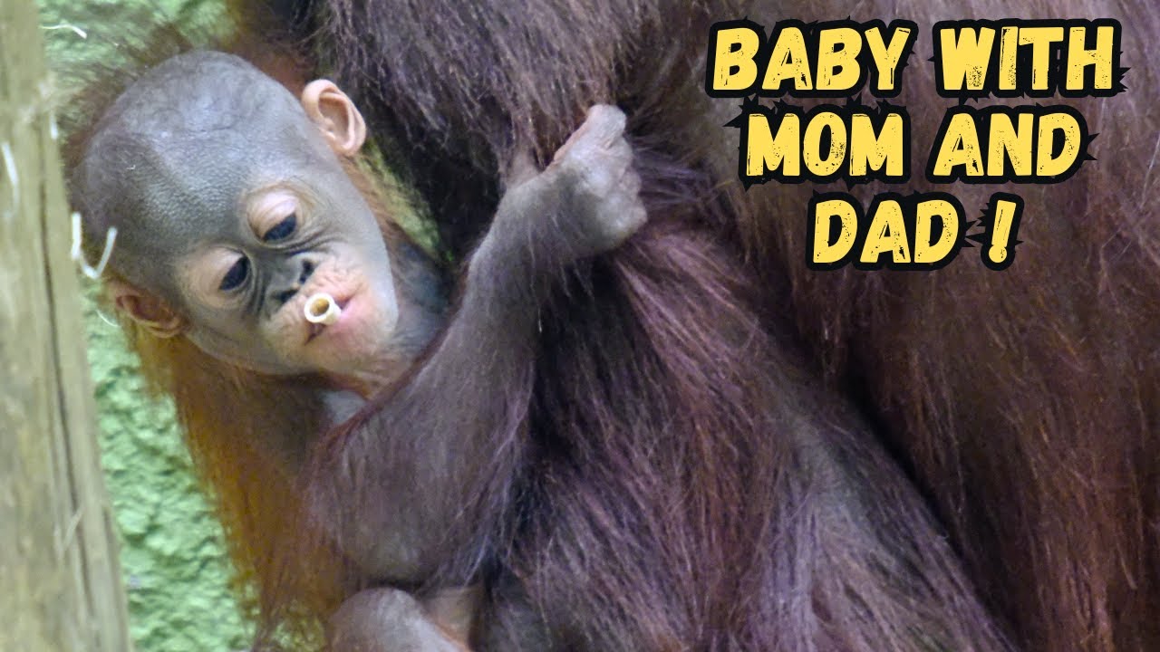 Baby Orangutan Enjoys a Snack With Mom and Dad - YouTube
