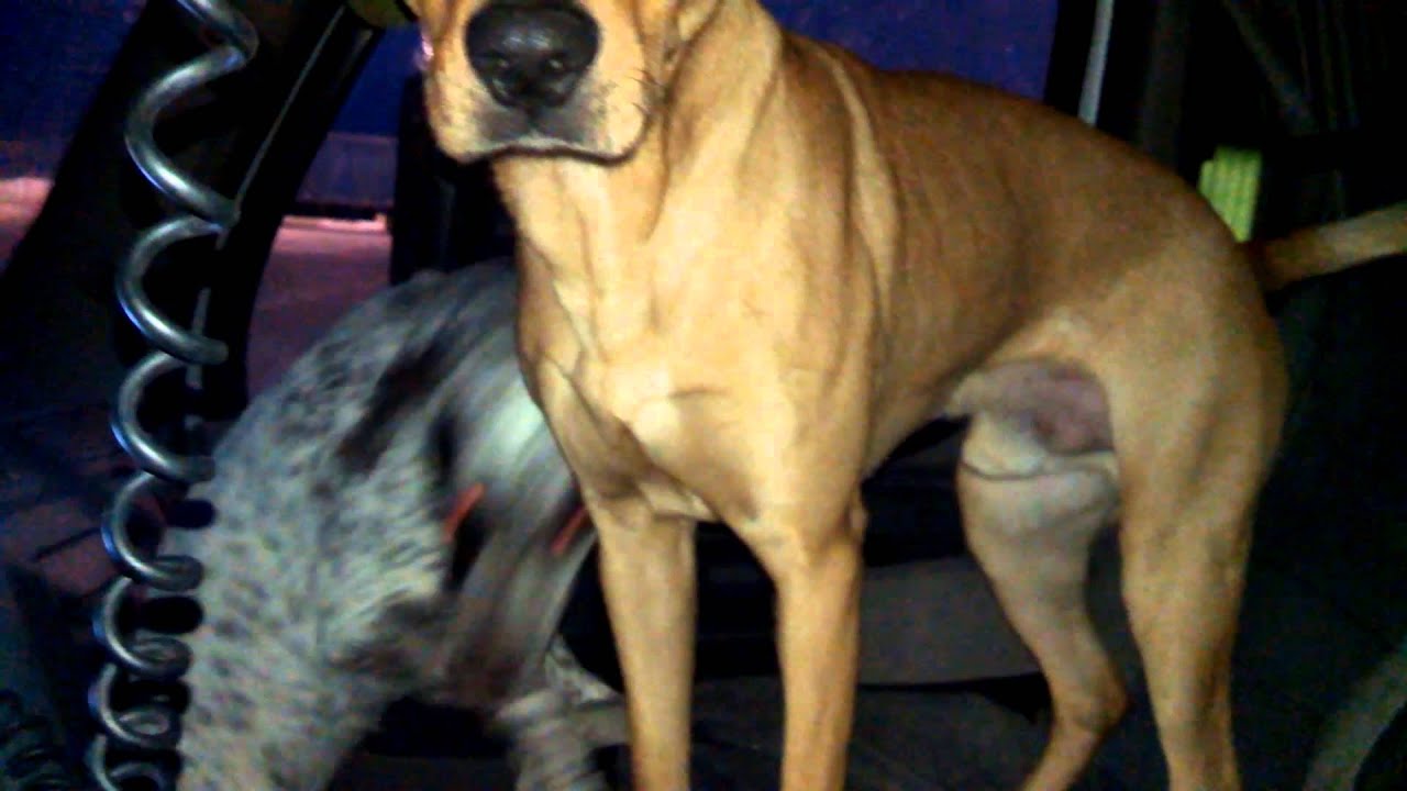 Trucking dogs - YouTube