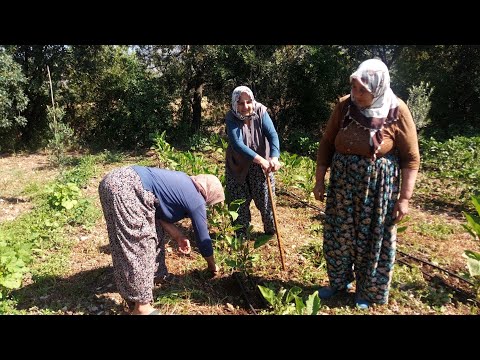 Hamile bayanların yediği toprak bu😳Altın kızlar iş başında🤭Oğlu olanların oğuları camimi yaptırıyo