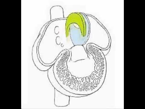 Formation of atria - YouTube