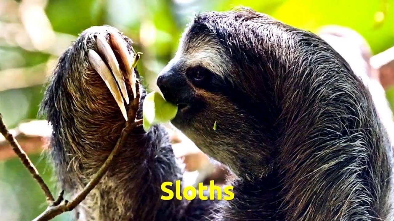 Sloths - YouTube