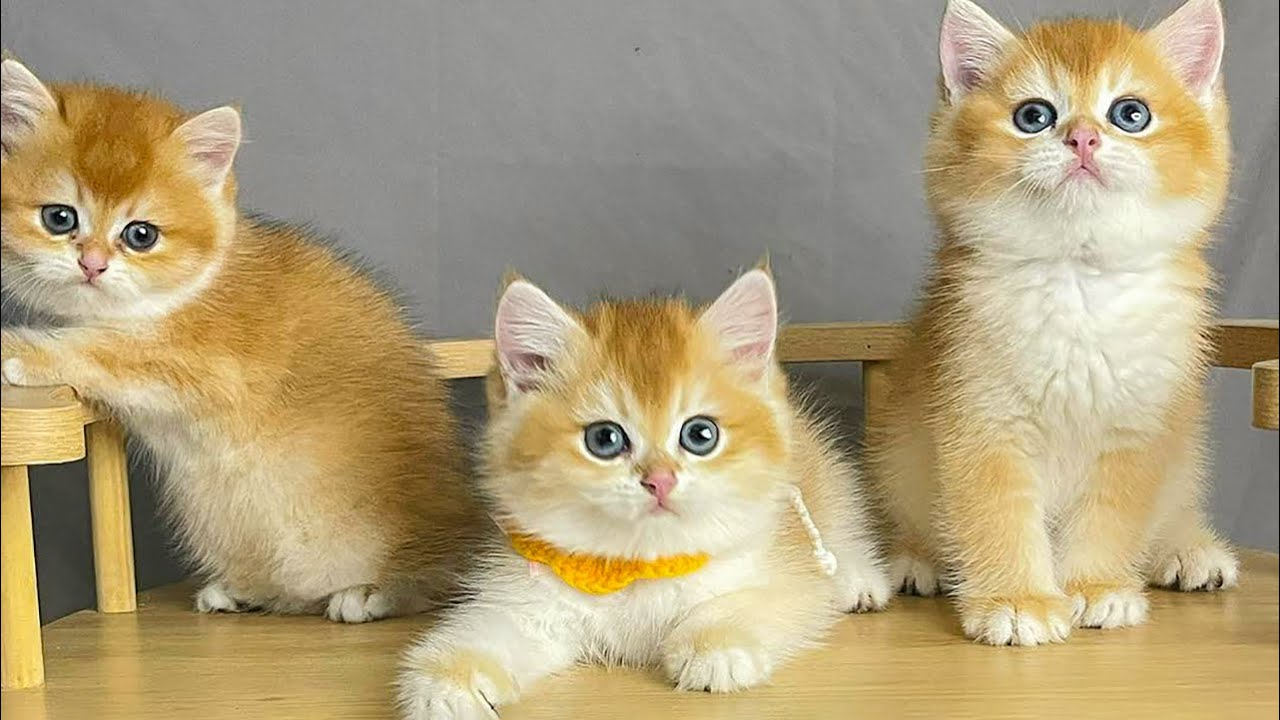 Small, beautiful golden kitten meowing - The most beautiful video in ...