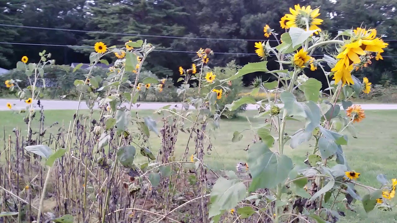 FRONT YARD SUNFLOWERS HARVESTED - YouTube
