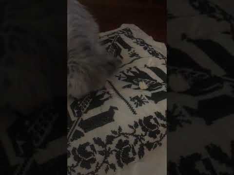 Karnıbahar delisi köpek
