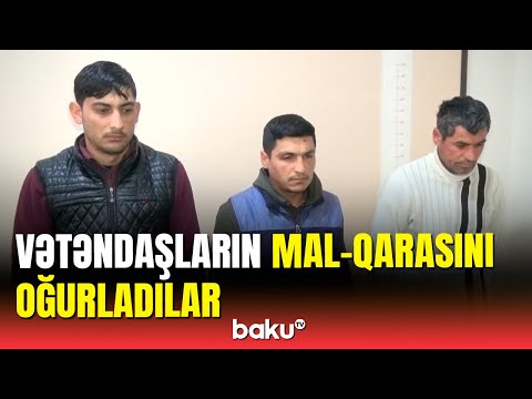 Bərdədə mal-qara oğurluğu ilə məşğul olanlar saxlanıldı