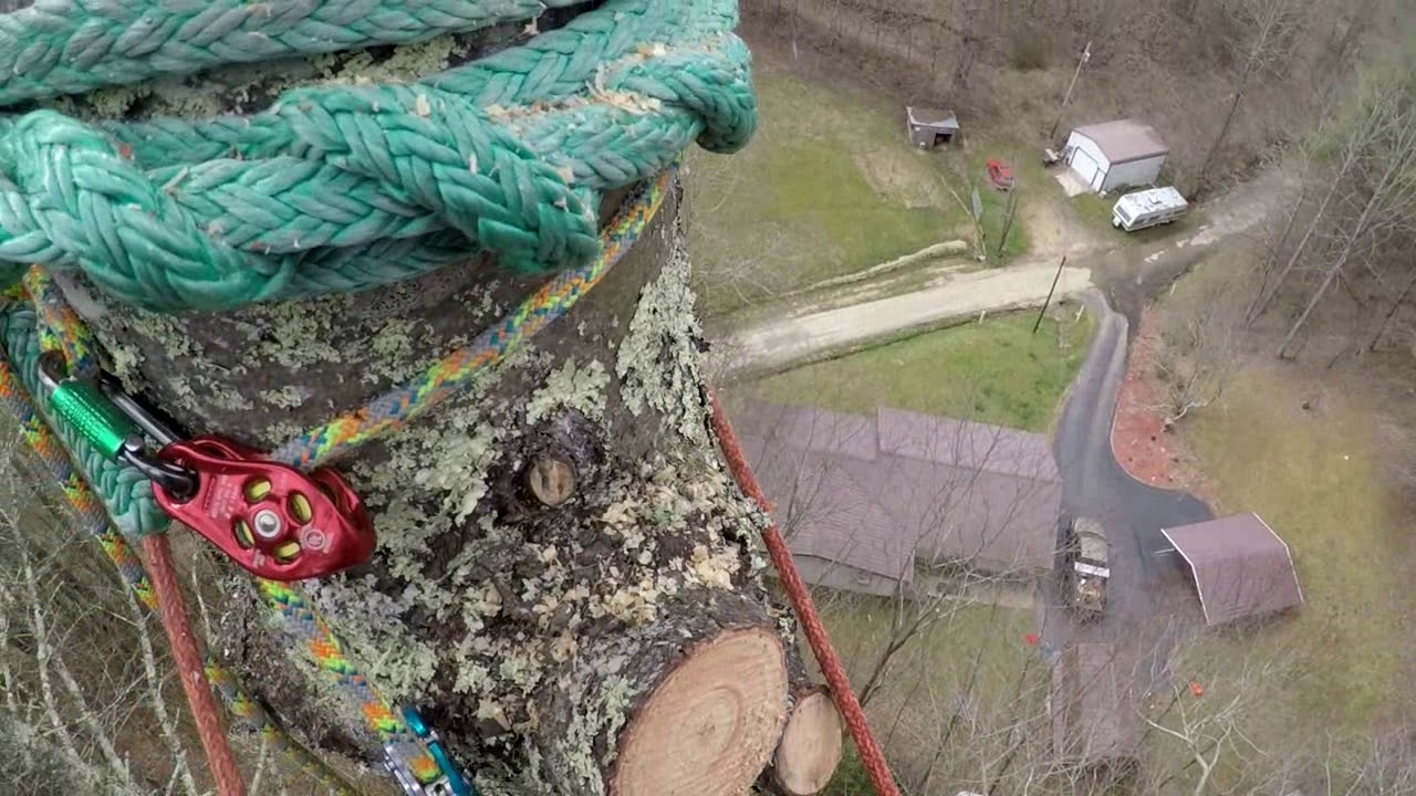 120' Pine Tree @ TN - YouTube