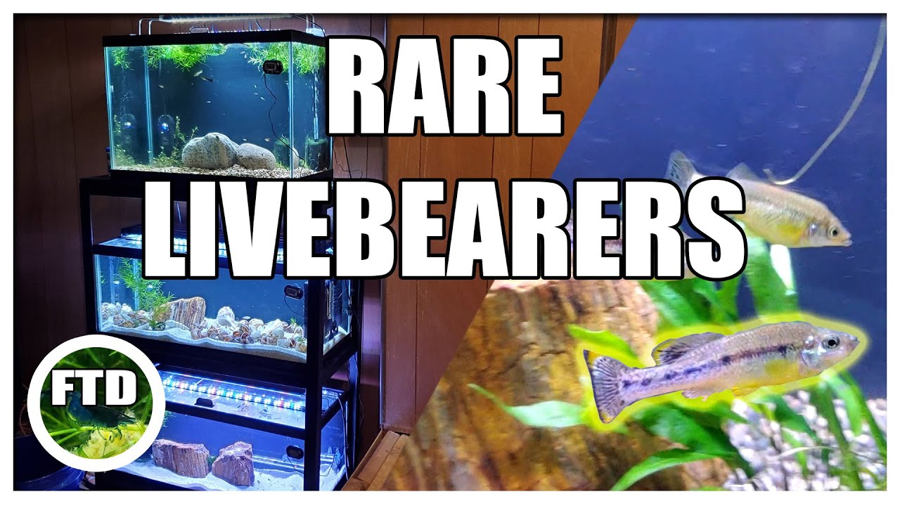 NEW RACKS! RARE LIVEBEARERS! FISH SWAP & MORE! - YouTube