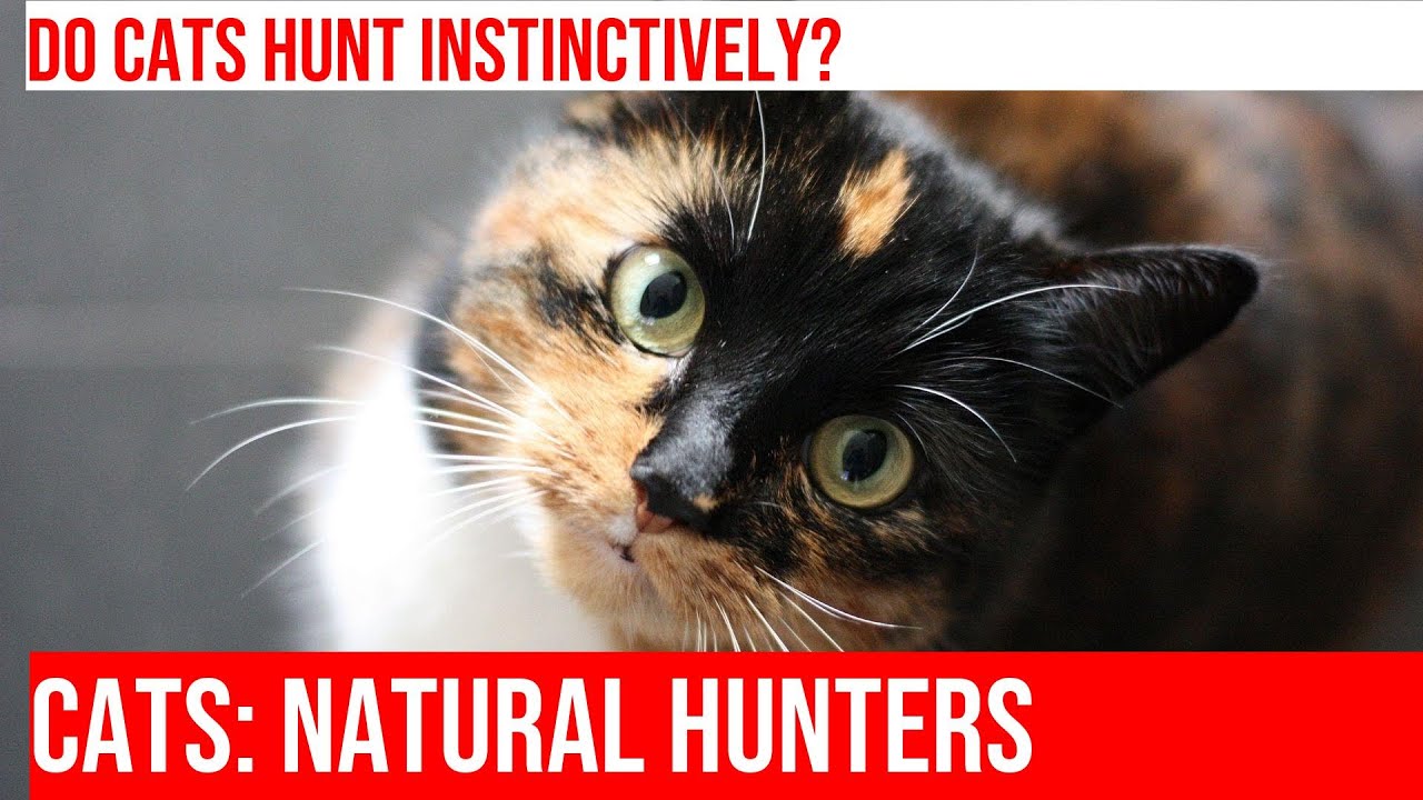 Unleash the Wild Hunter in Your Cat: Exploring Feline Hunting Instincts ...
