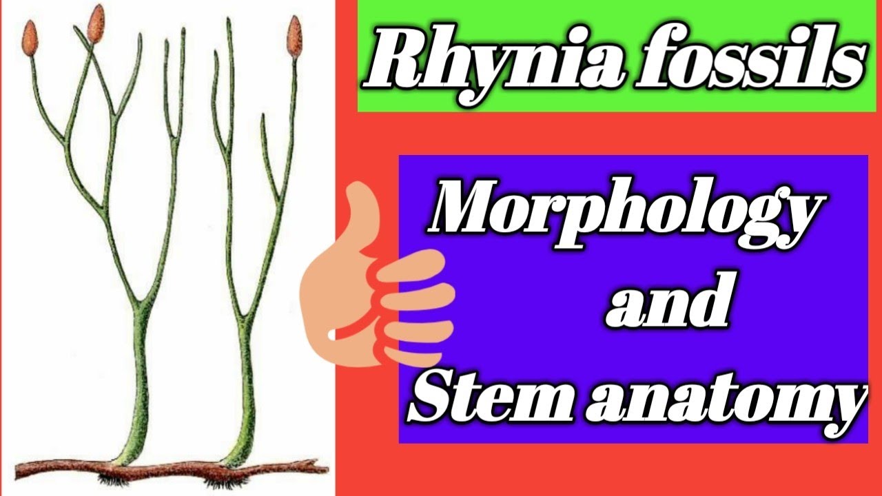 Rhynia fossils : Morphology and stem anatomy - YouTube