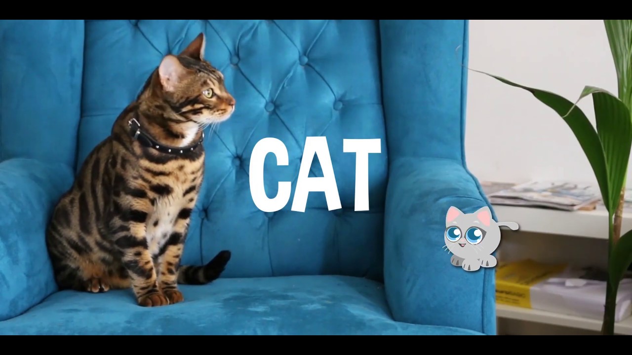 Learn about cute Cat (for kids NO Ads); focused fun learning, sequenced ...