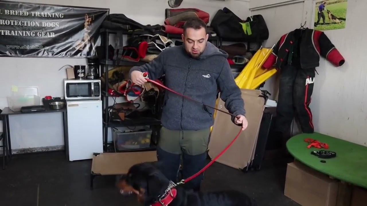 Using PRONG COLLARS with your dog! | Shield K9 Clips - YouTube