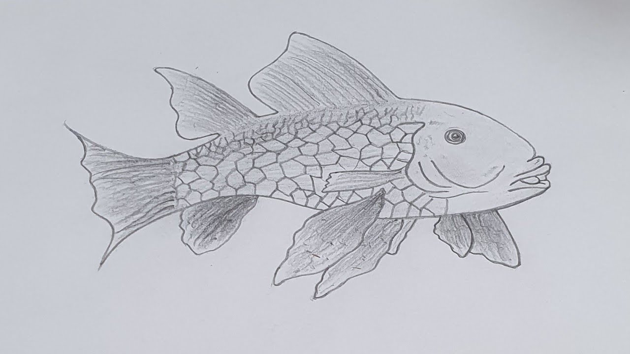 How To Draw A Fish Easy Step By Step Pencil Drowning @Master Of Art # ...