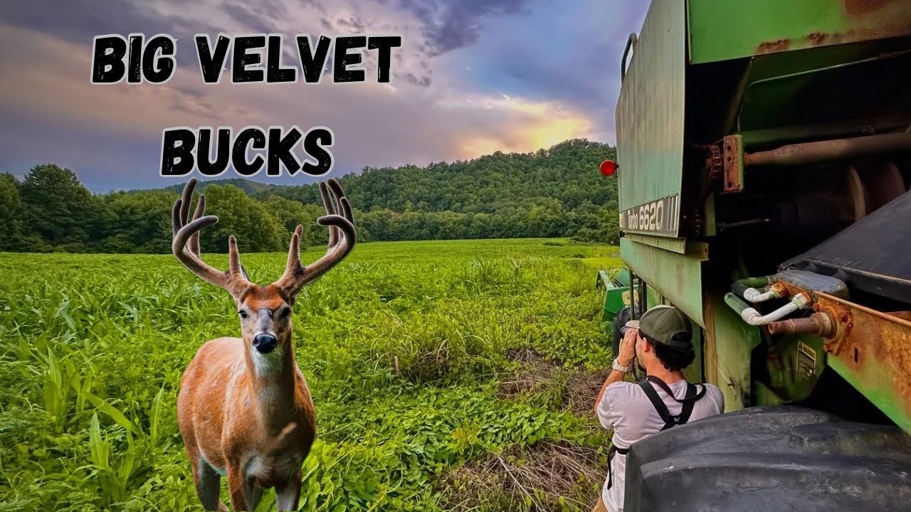 Target Bucks FOUND! - Locating an Watching Summer Bucks - YouTube