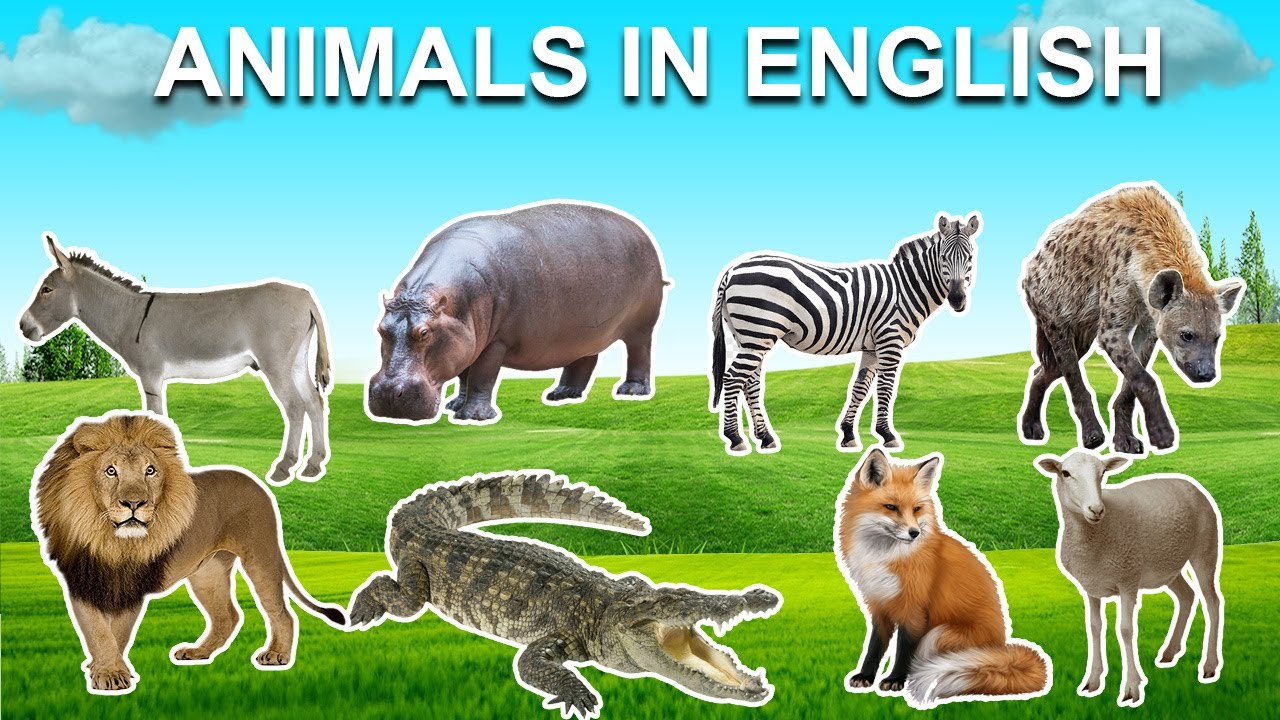 LEARN NAME AND SOUND ANIMAL IN ENGLISH FOR KIDS: CROCODILE, ZEBRA, LION ...