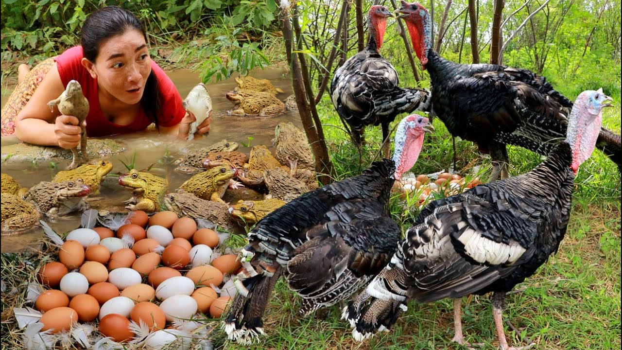 Survival skill- Catch many frog and turkey for food of survival ...