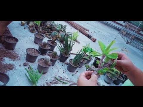 How To Ready Plants|| Fleshy &Co ||#PlantPreparation #PlantCare # ...