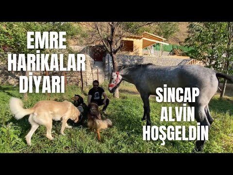 SİNCAP ALVİN HOŞGELDİN , ÇİFTLİKTE İLK KONAKLAMA , GECEYE NAL BAKIMI