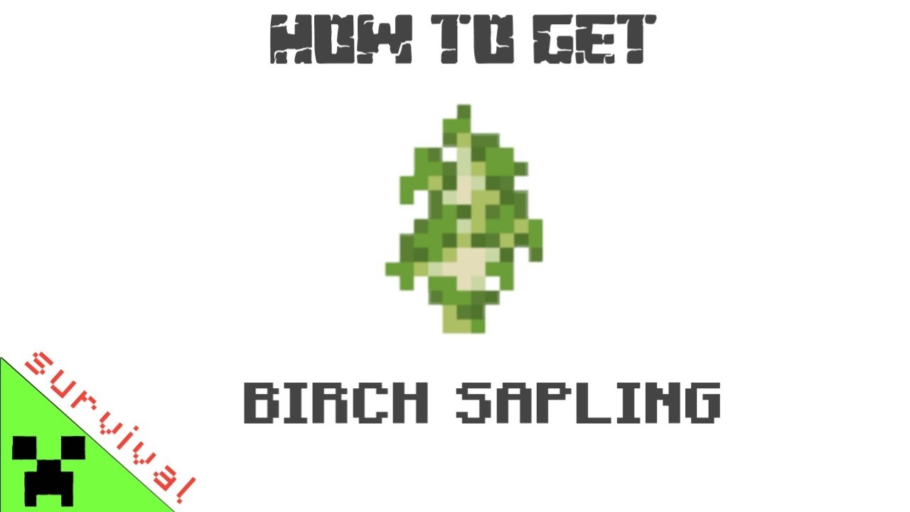 How to get BIRCH SAPLING in minecraft survival. - YouTube