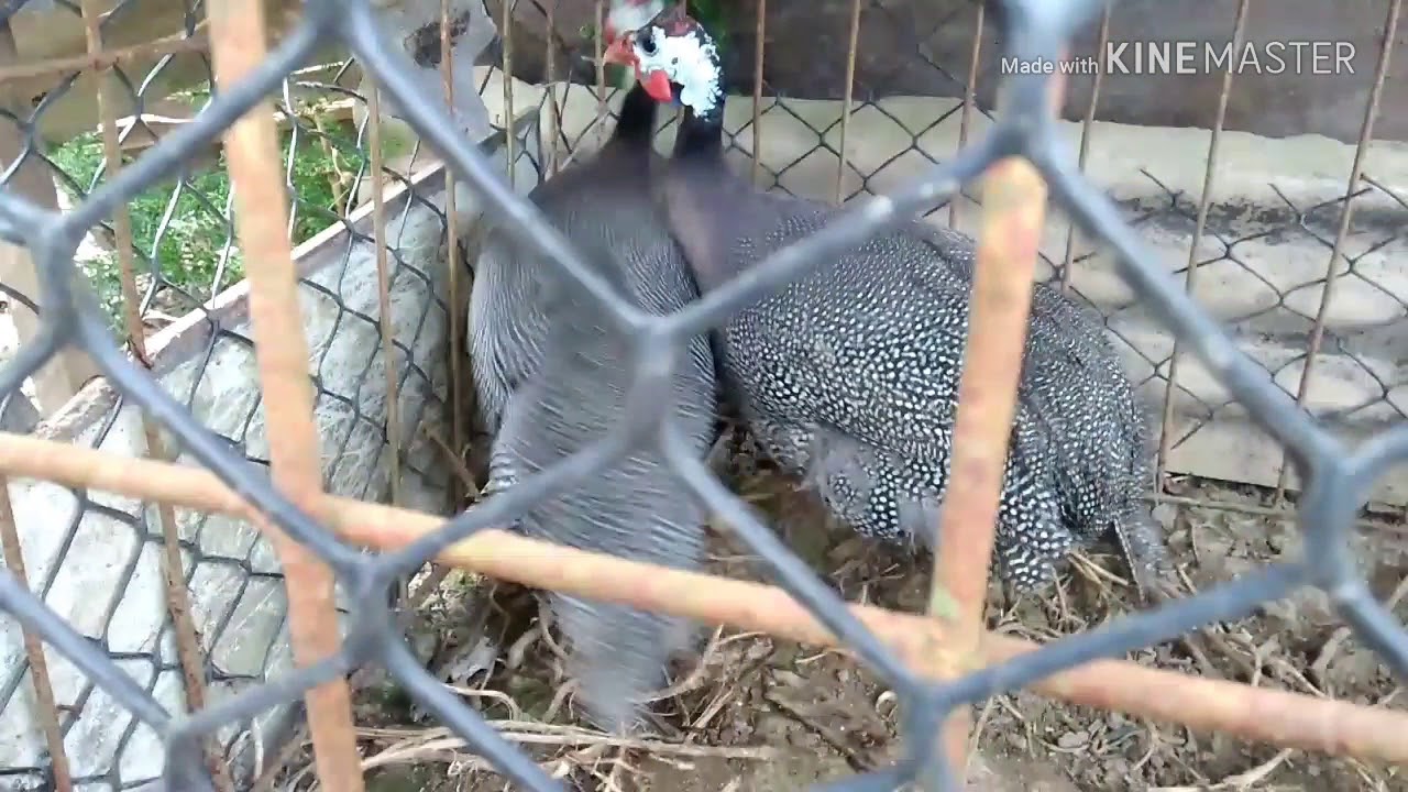 Novos integrantes da minha criação,(Guiné,capote, galinha da Angola ...