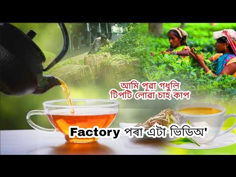 Tocklai Tea Research institute#Assam#Jorhat#Chinamora#Tocklai - YouTube