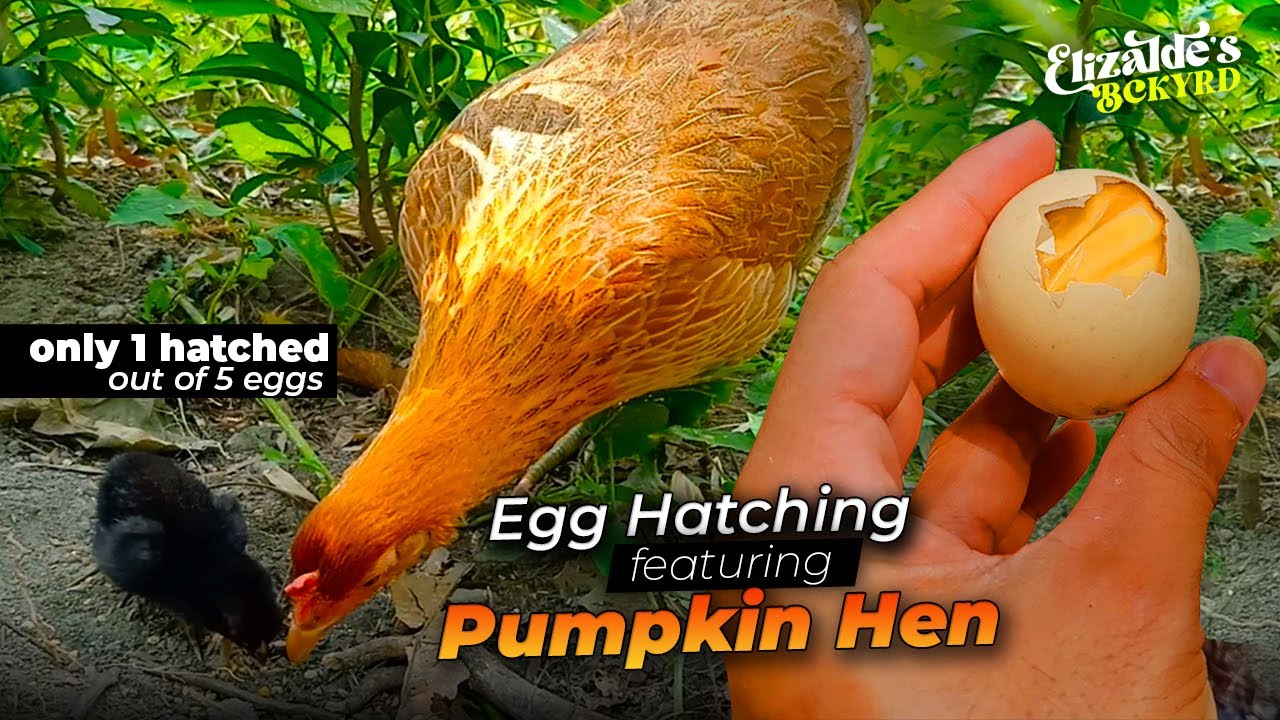 Pumpkin Hen Hatching Eggs | What is inside the unhatched eggs? | Egg ...