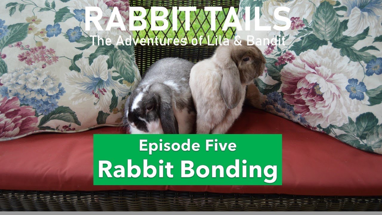 Rabbit Tails, Episode Five - RABBIT BONDING - YouTube