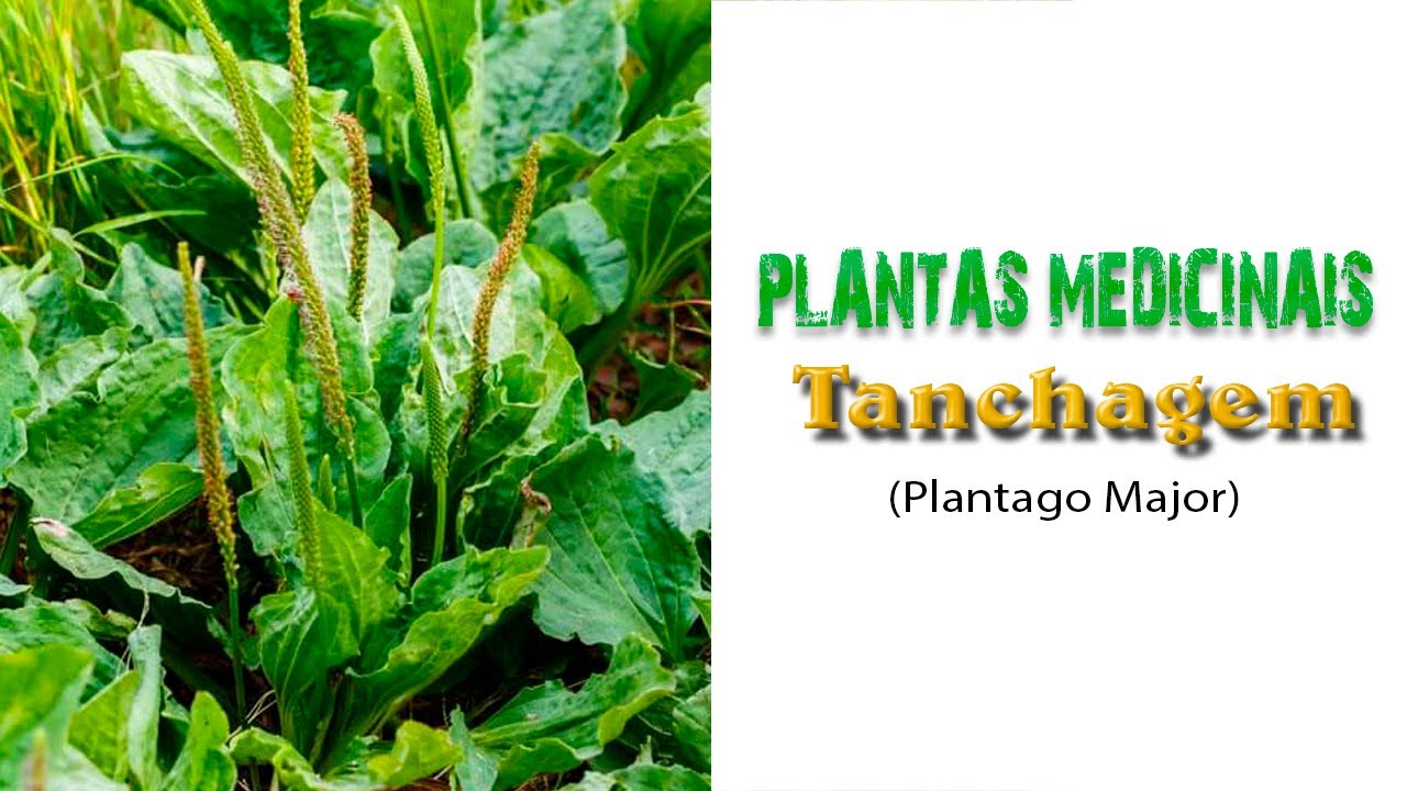 19 - Plantas Medicinais - TANCHAGEM (Plantago major) Tansagem ...