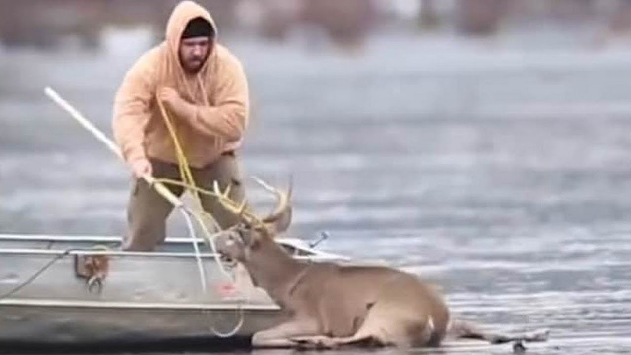 Guy Rushes Onto Thin Ice To Rescue Deer Stranded On Frozen Lake – But ...