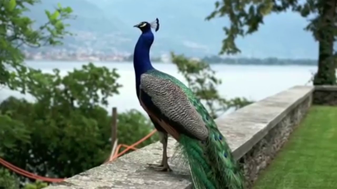 Beautiful Peacock Amazing Dance Youtube