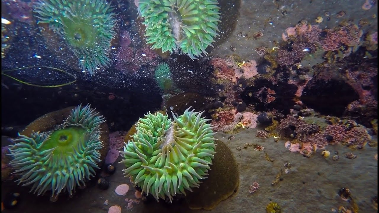 Tide Pools at Natural Bridges (Santa Cruz) - YouTube
