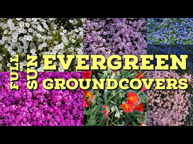 Sun Loving Ground Cover Evergreen Hardy Evergreen Groundcover Plants: