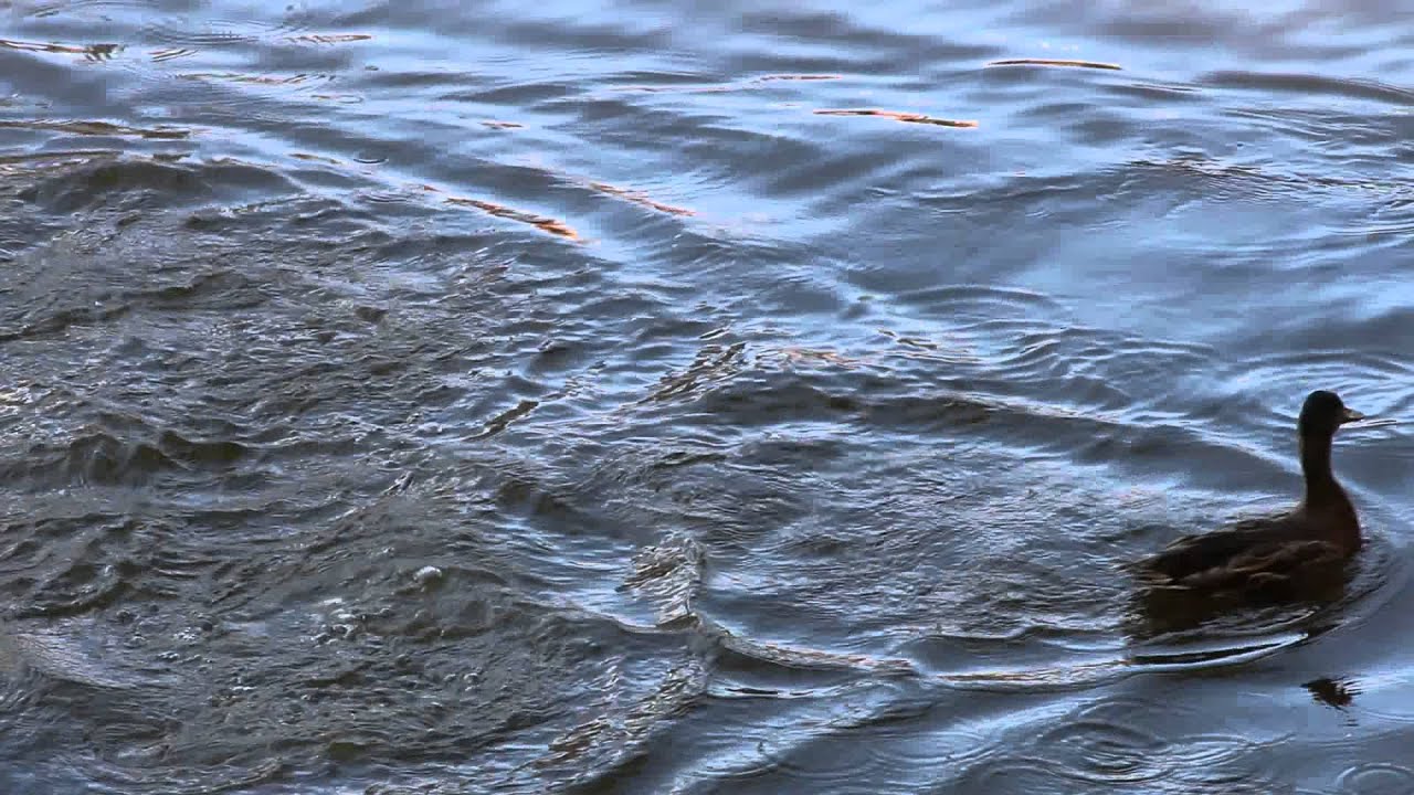 duck frantically flapping wings, explosive diving of ducks - YouTube