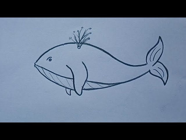 Blue Whale Drawing Step By Step 1,700+ Blue Whale Stock Illustrations,