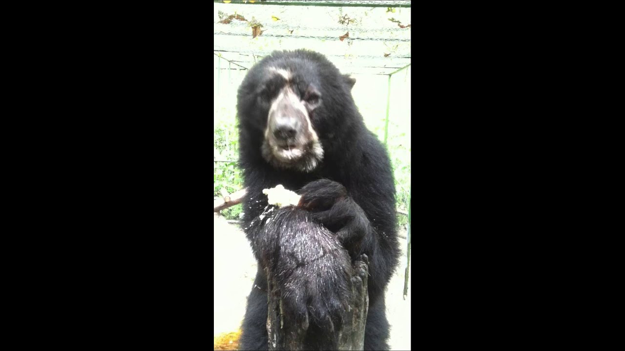 Spectacled bear eats corn on the cob - YouTube