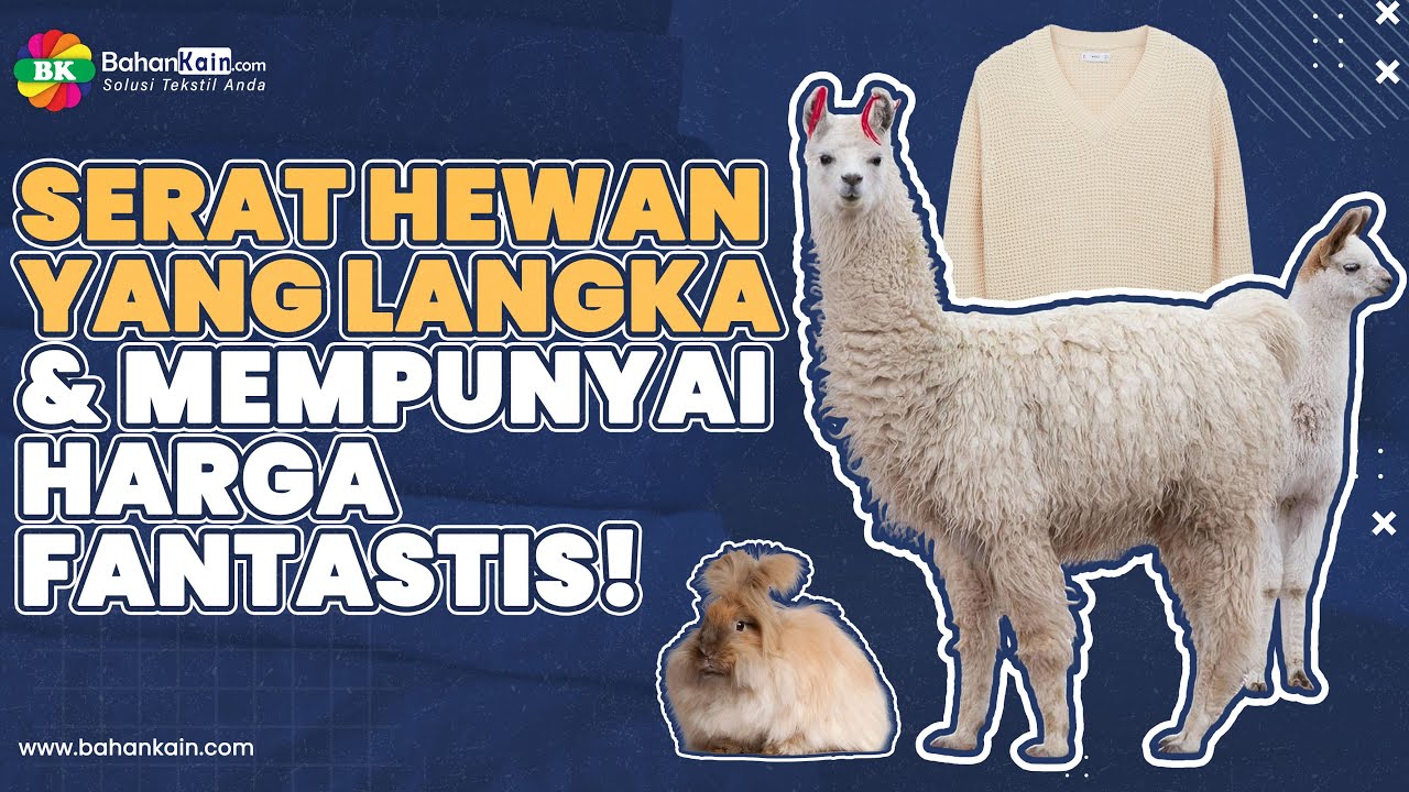 Serat Hewan Yang Langka dan Mempunyai Harga Yang Sangat Mahal I Bulu ...