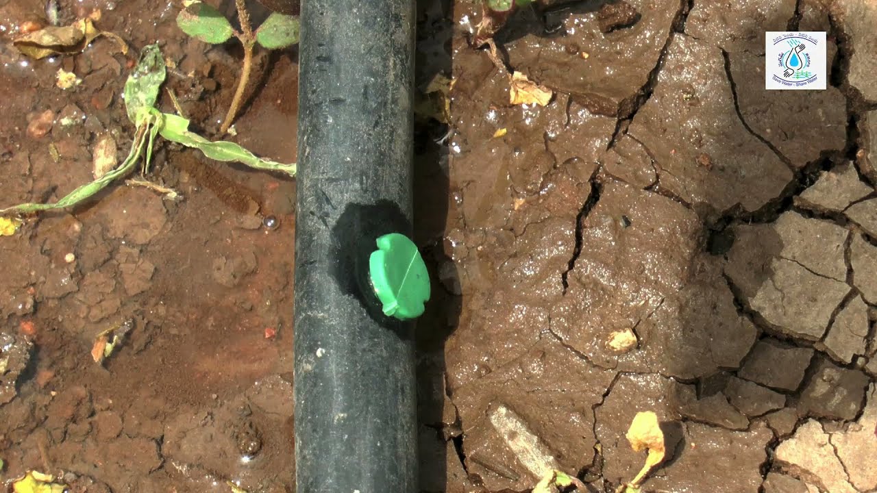 Button drip system for low water yield and saline water - YouTube