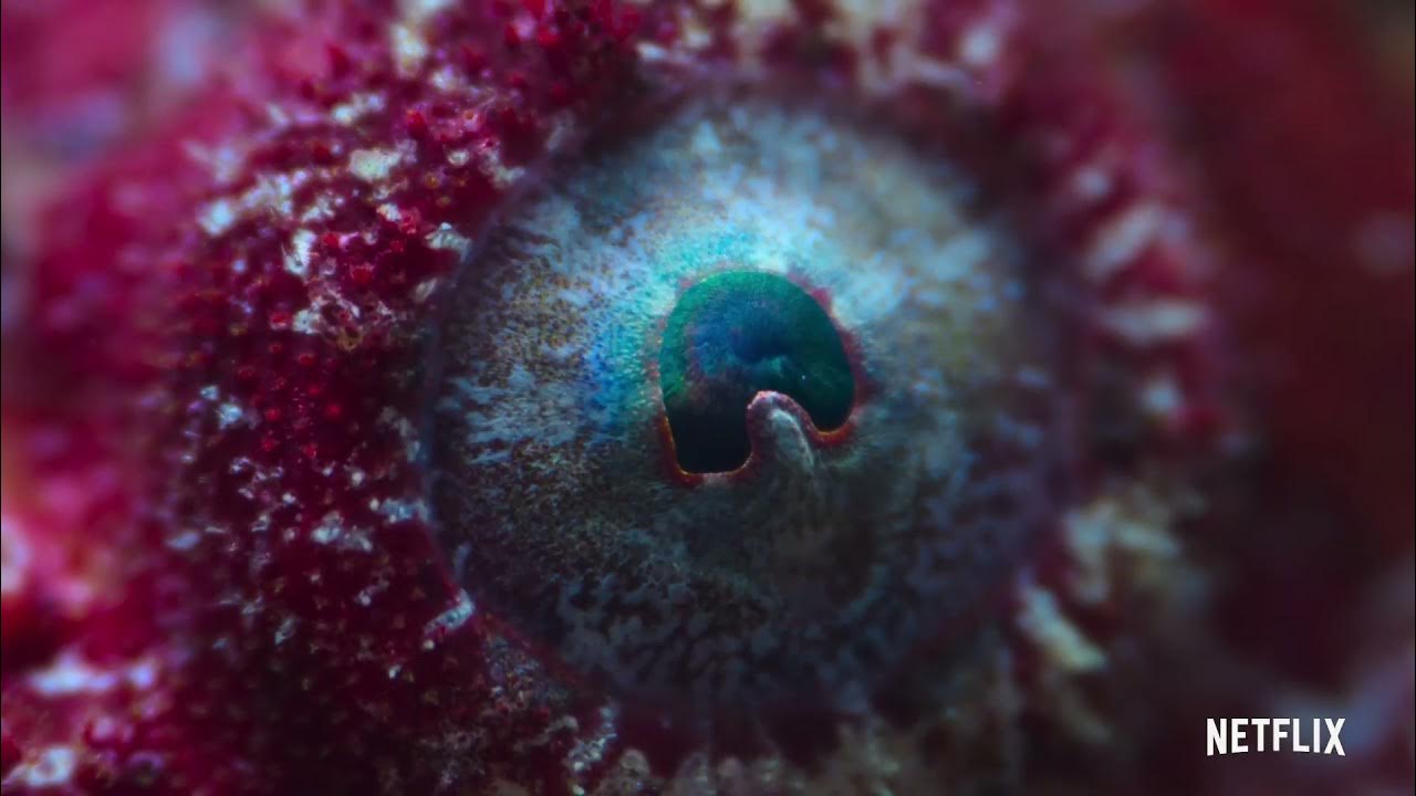 Puff: Wonders of the Reef | Official Trailer | Netflix - YouTube
