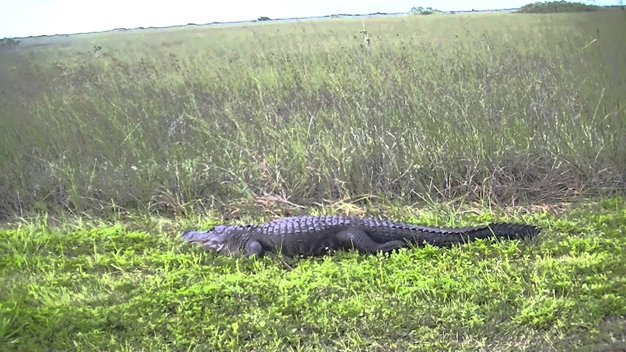 Gator at Everglades - YouTube