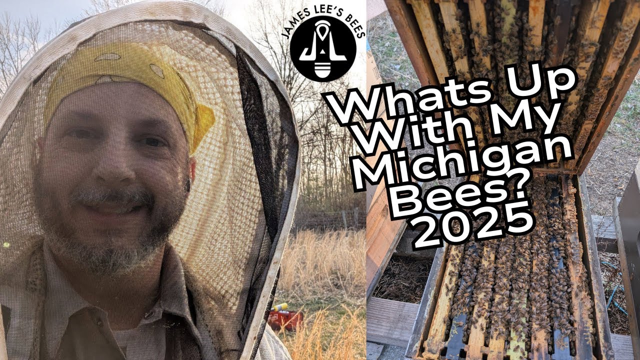 What's Happening With My Michigan Bees This Spring 2025? - YouTube