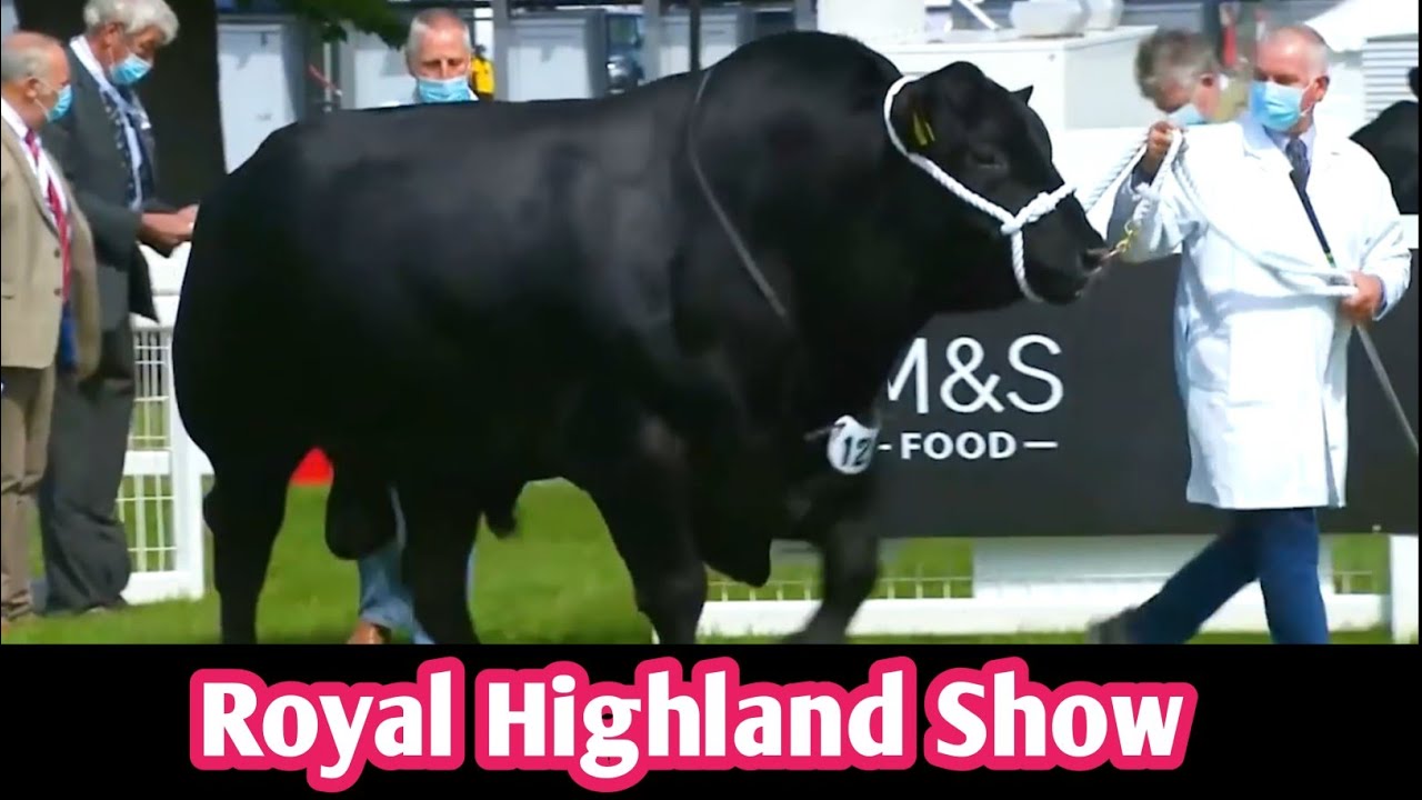 Royal Highland Cattle Show | Champion Bulls of Different Breeds ...