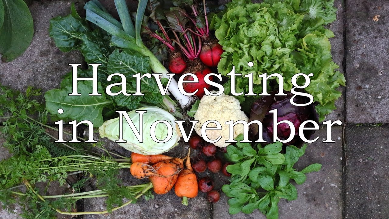 Harvesting in November - YouTube