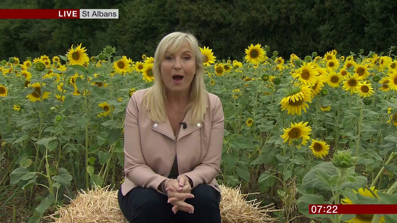 Sunflower fact & light banter (UK) - BBC Breakfast News - 14th August ...