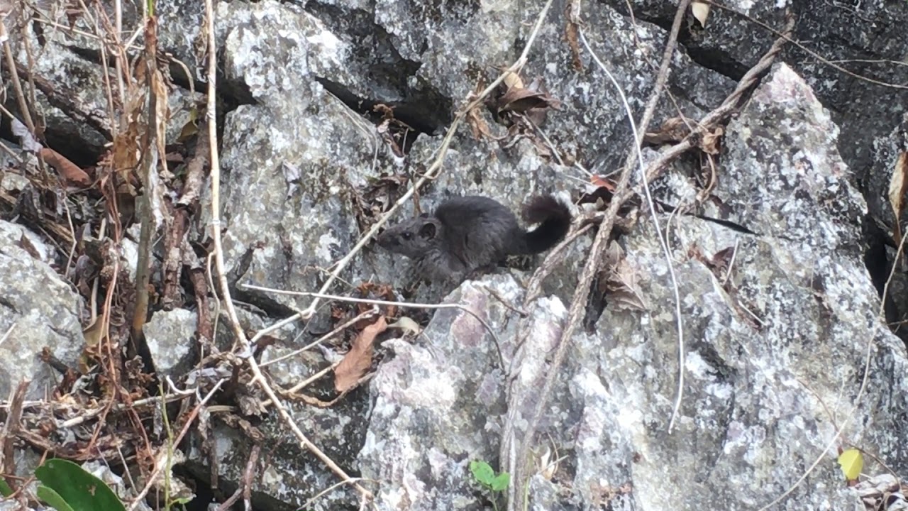 Rare footage of Kha- nyou (Laotian rock rat) - YouTube