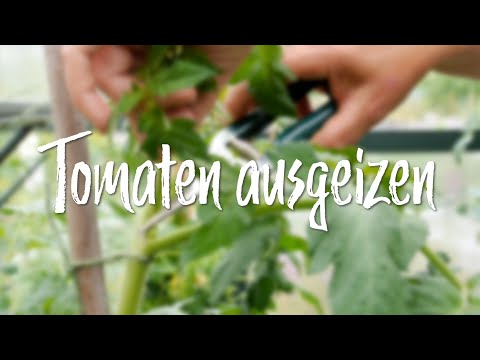 In d' Tuun: Tomaten ausgeizen