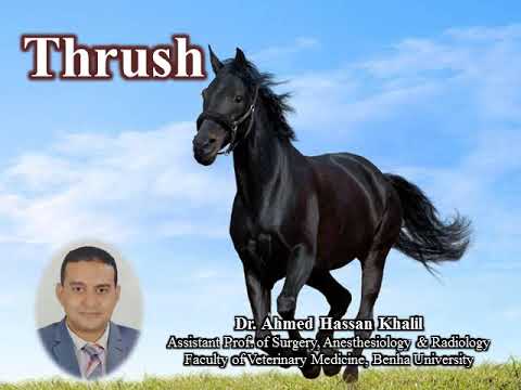 Equine Lameness; Thrush - YouTube