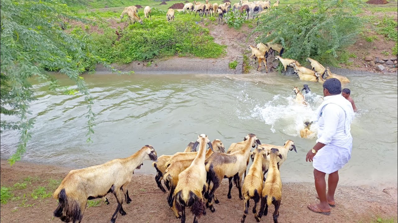 sheep swimming in river-sheep swimming in water-sheep swimming video ...